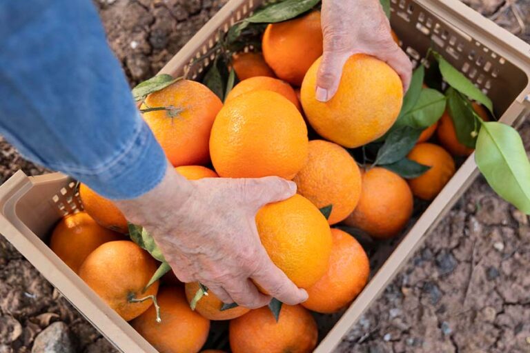 eFUME® Ethyl Formate - INTRESO Group